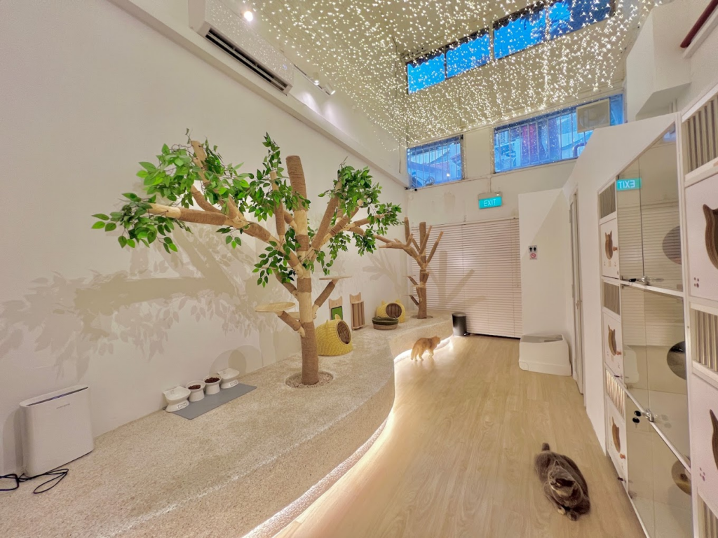 Gem Cat Cafe: Cute British Shorthairs You Can Pick Up & Cuddle