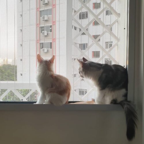 5 Tips To Ensure Your HDB Flat Is Cat Safe (2024)