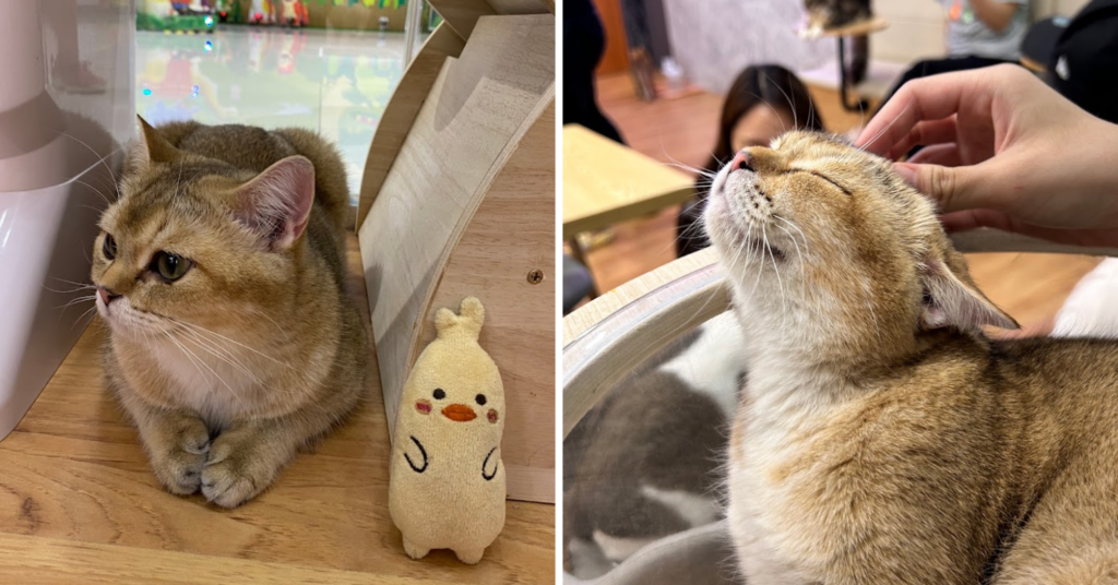 Chucky Cat Cafe: 2-Storey Cafe At Komtar JBCC