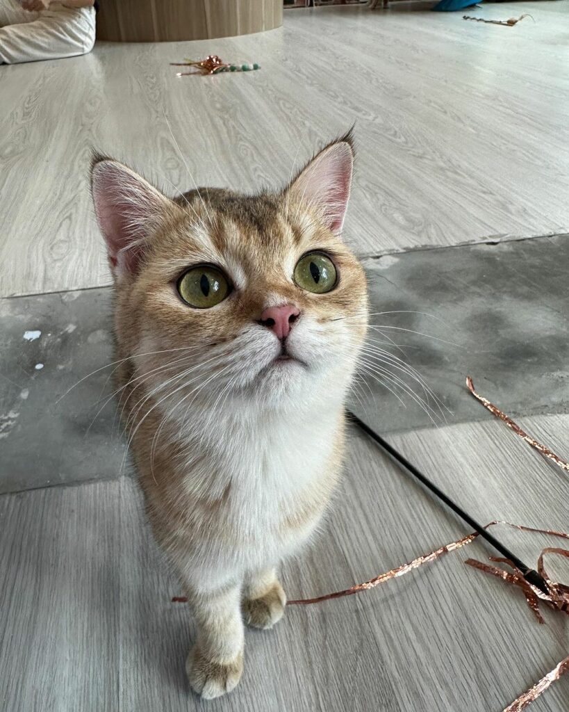 Chucky Cat Cafe: 2-Storey Cafe At Komtar JBCC