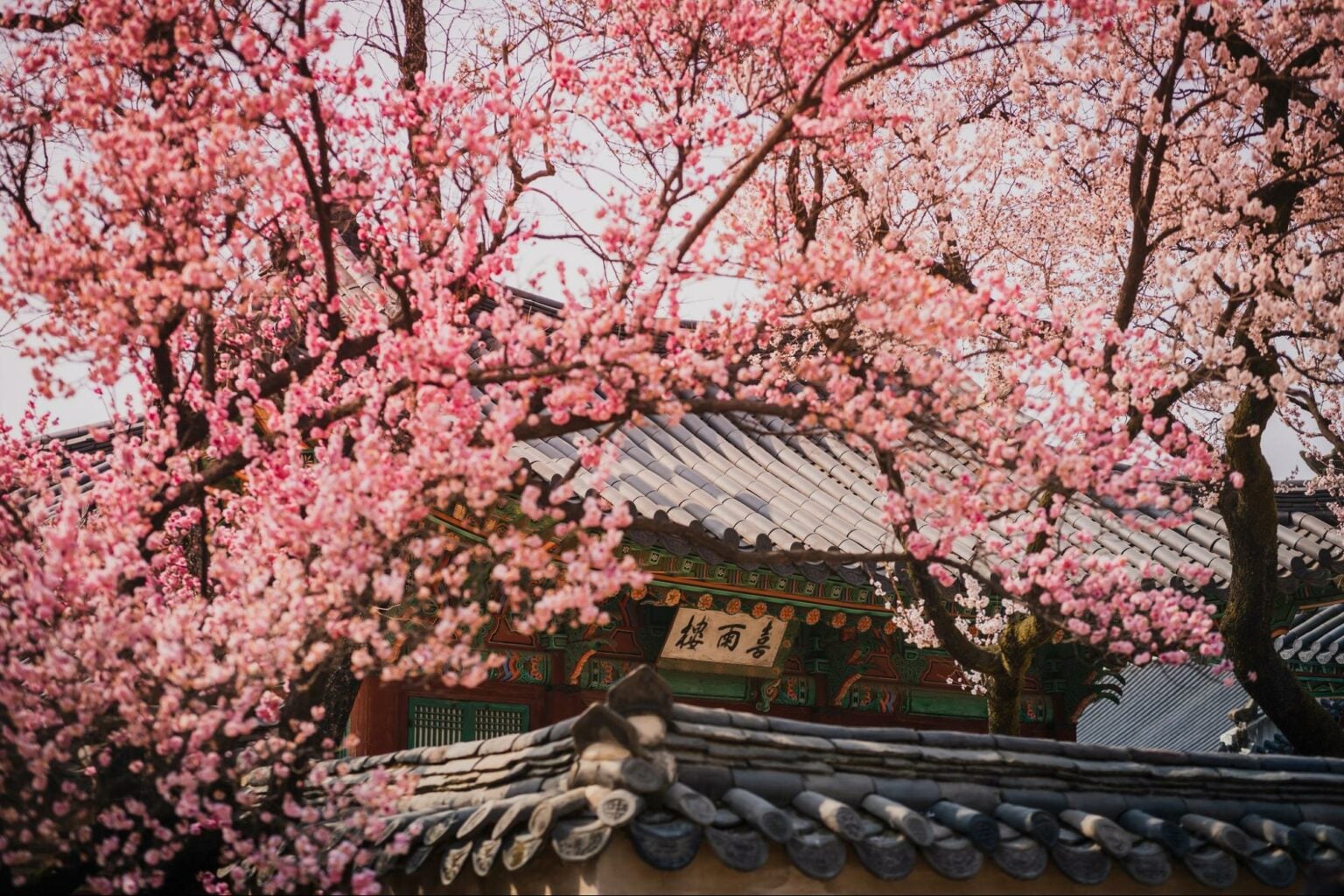 Where To See Cherry Blossoms In Seoul & Other Parts Of Korea
