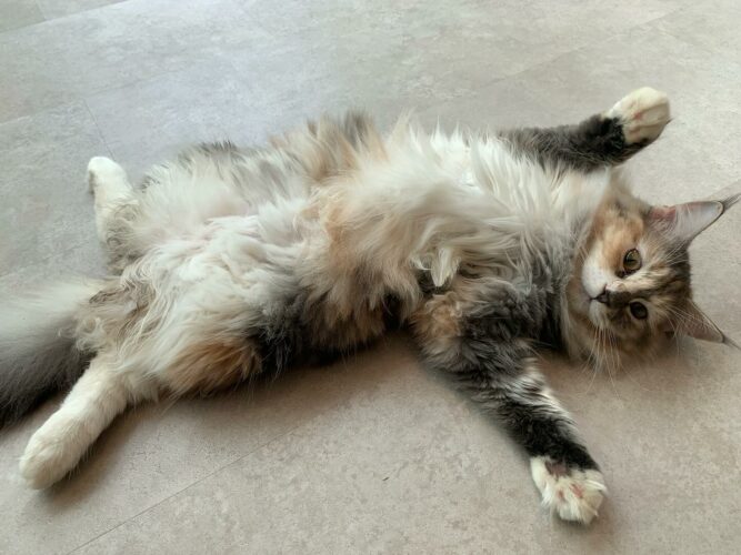 The Caffeine Experience at The Star Vista Has 17 Maine Coons