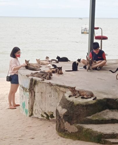 Cat Beach Sanctuary In Penang Has Over 300 Rescued Cats