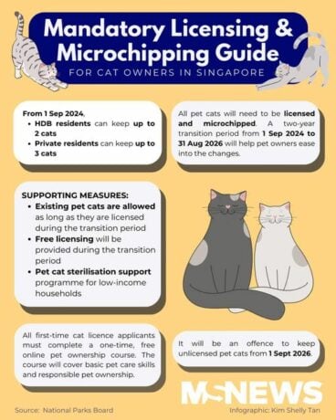 First-Time Cat Owner Guide For Singaporeans (2024)