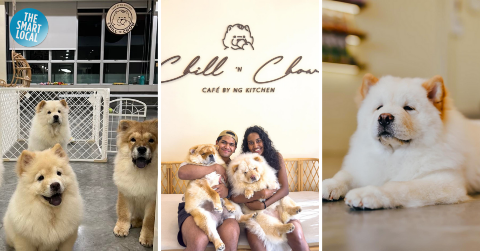 Chill ‘N Chow Cafe - Chow Chow Dog Cafe In Johor Bahru