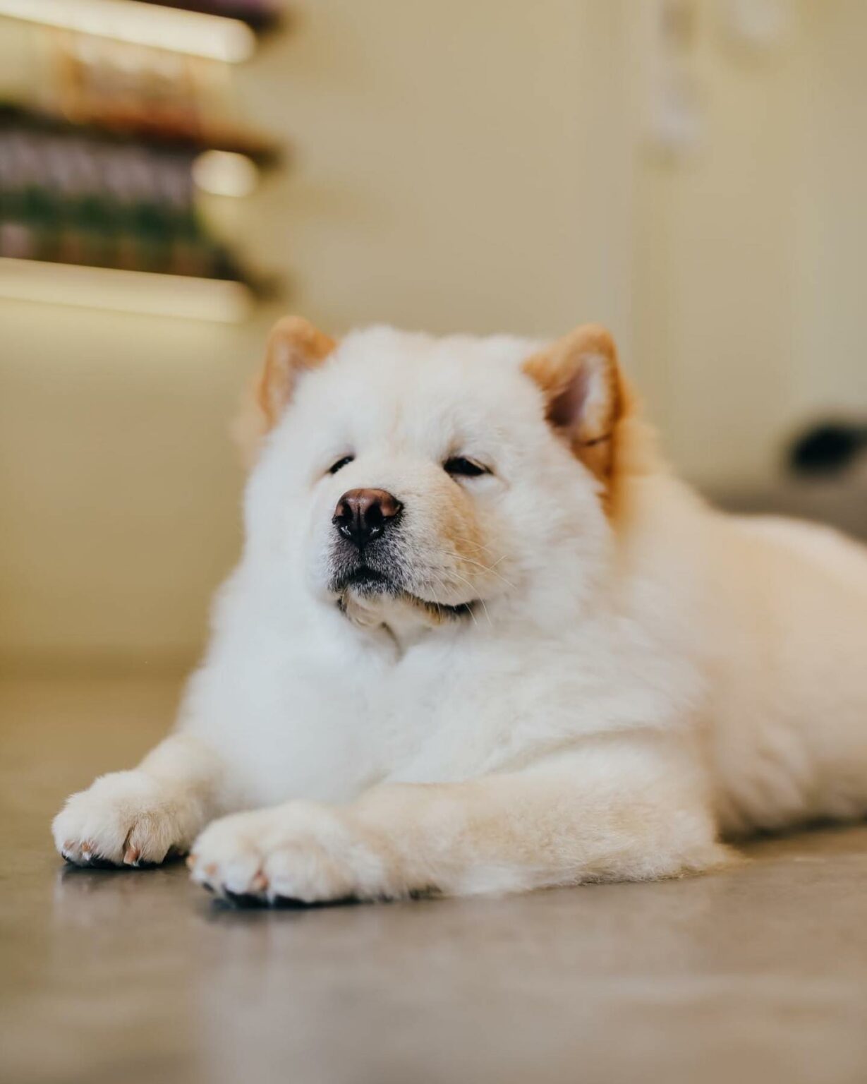 Chill ‘N Chow Cafe - Chow Chow Dog Cafe In Johor Bahru