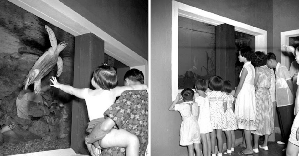 Van Kleef Aquarium: Singapore's First Public Aquarium