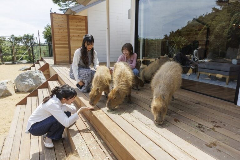 Izu Resort Villa - Stay With Free-Roaming Capybaras In Japan