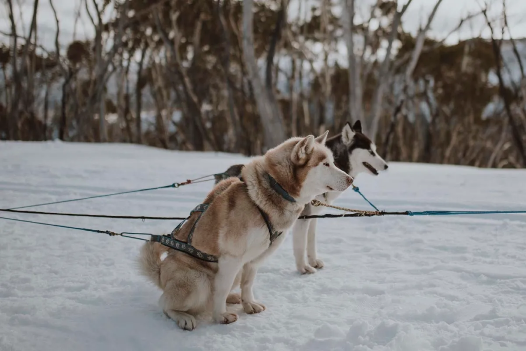 9 Most Beautiful Winter Destinations In Australia