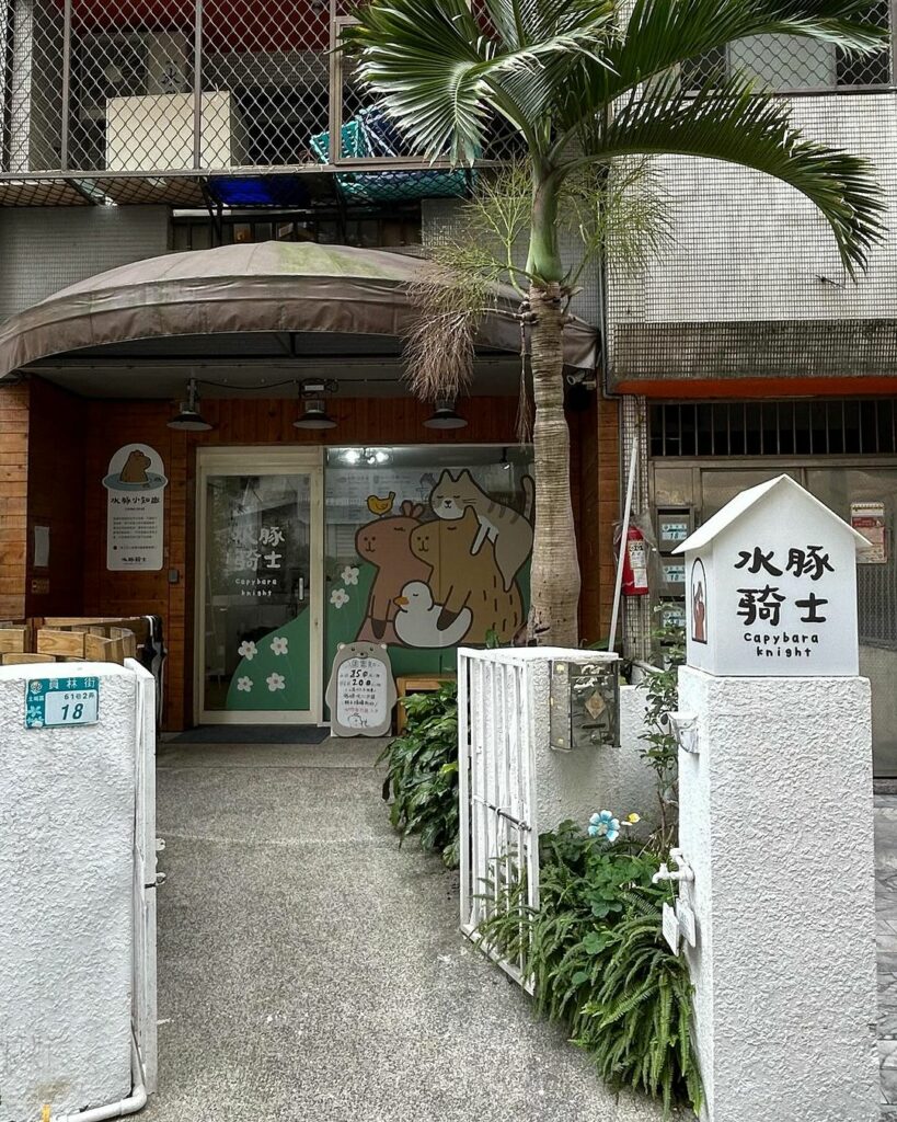 Capybara Knight - Cute Animal Cafe In Taiwan To Feed Capybaras