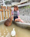 Capybara Knight - Cute Animal Cafe In Taiwan To Feed Capybaras