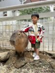 Capybara Knight - Cute Animal Cafe In Taiwan To Feed Capybaras
