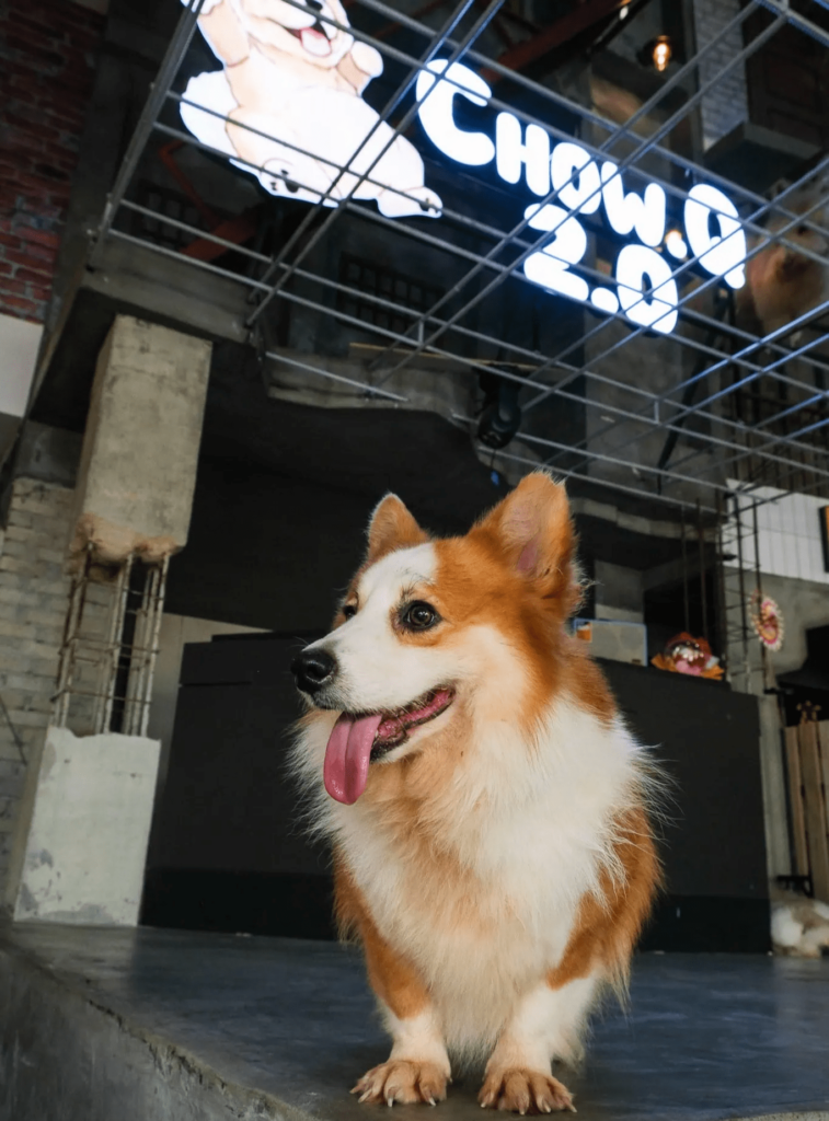 Dog Cafes & Cat Cafes In JB To Visit [2024]