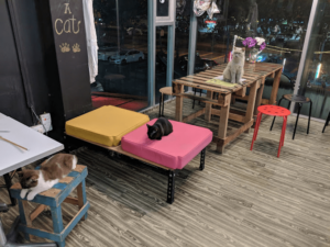 10 Dog Cafes & Cat Cafes In JB To Visit (2025)