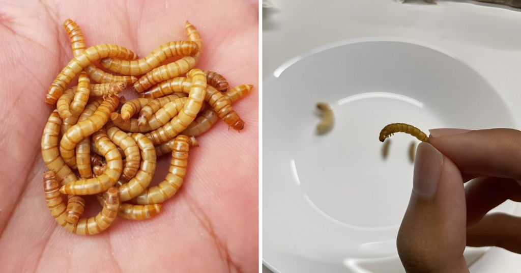 I Tried Eating Edible Insects Now That They Are Available In SG