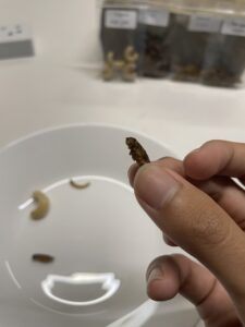 I Tried Eating Edible Insects Now That They Are Available In SG