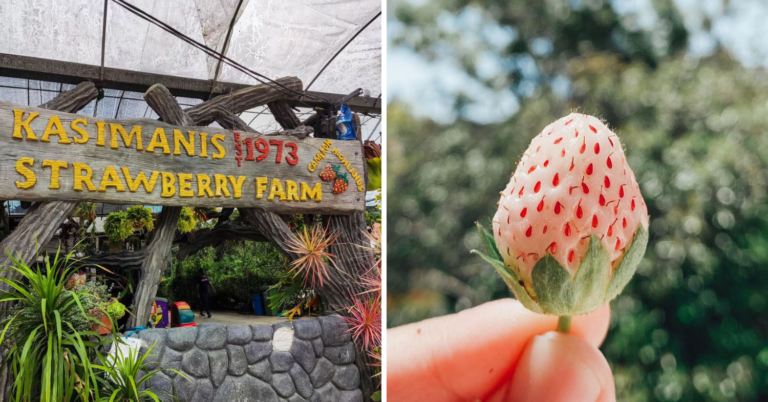 Zen By Stellar - Japan-Themed Glamping In Cameron Highlands
