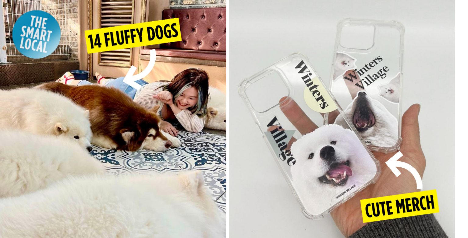 This 2-Storey Dog Cafe In Seoul Has Fluffy Samoyeds