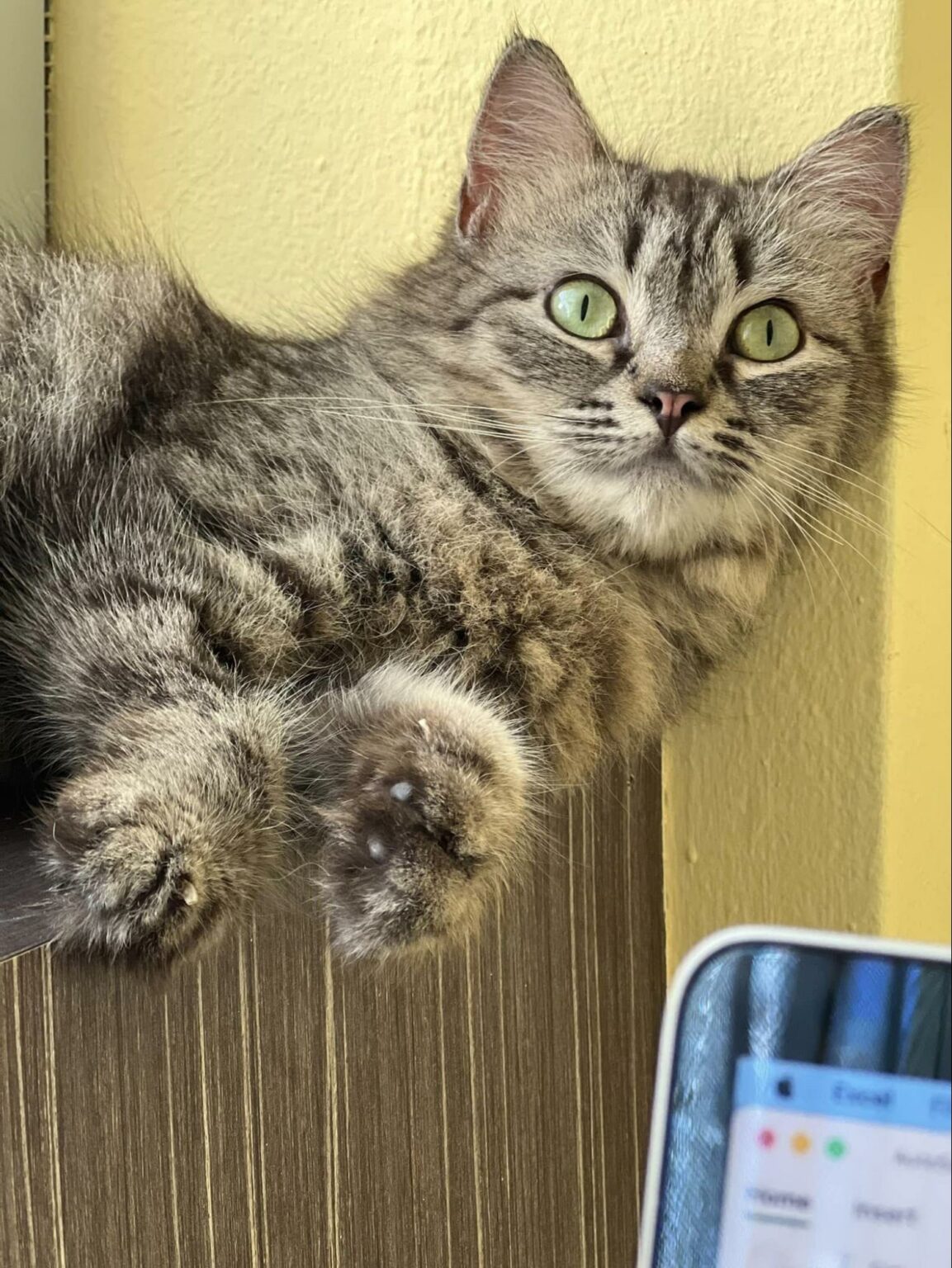 A.K Zai Meow Cafe - Cat Cafe With Lok Lok Buffet In Chinatown