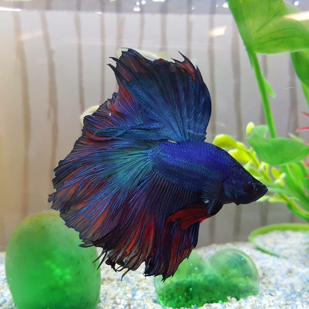 Aquarium Shops In Singapore For Fish-Lovers (Updated 2024)