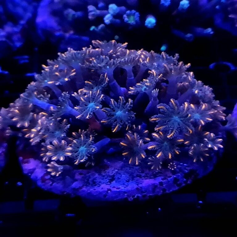 Aquarium Shops In Singapore For Fish-Lovers (Updated 2024)