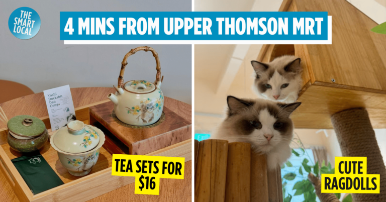CATEA: Cat Teahouse In Upper Thomson Filled With Ragdolls