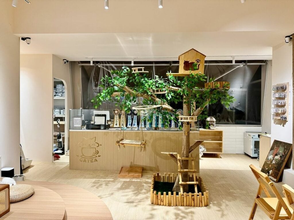 CATEA: Cat Teahouse In Upper Thomson Filled With Ragdolls