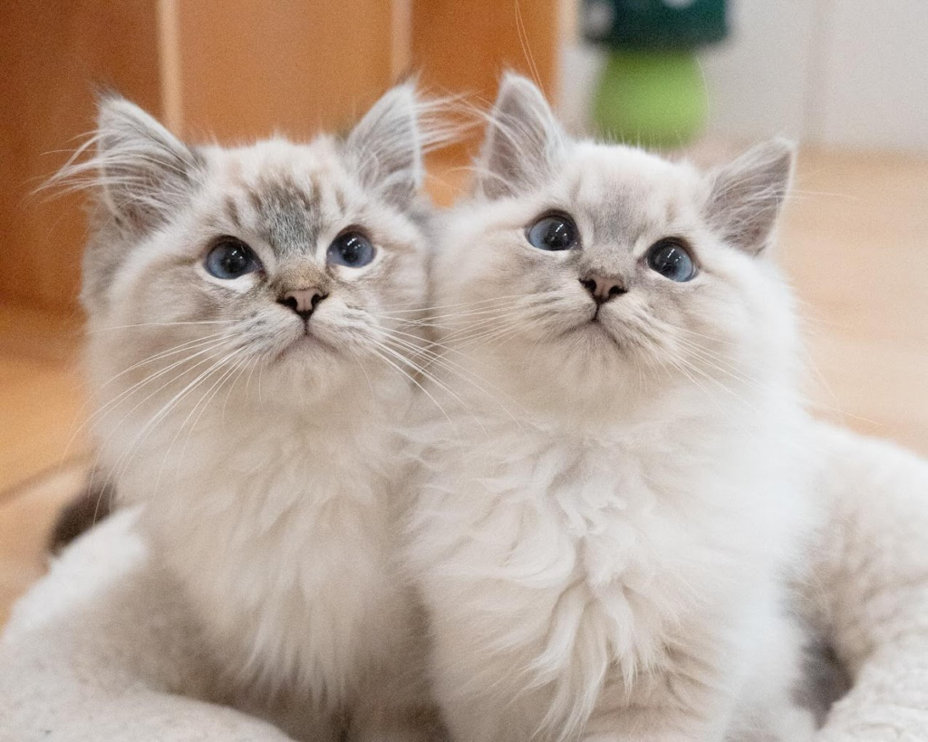 Fluffydolls Catfe Is A 2-Storey Cat Cafe In Jalan Besar