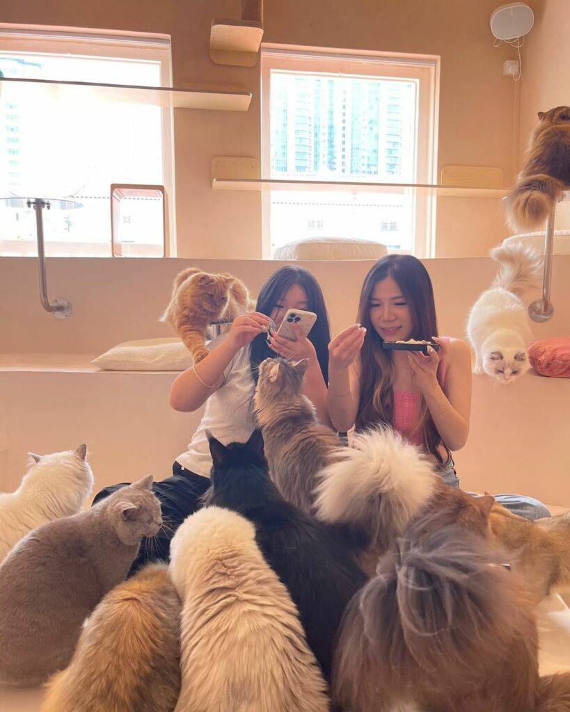 Fluffydolls Catfe Is A 2-Storey Cat Cafe In Jalan Besar