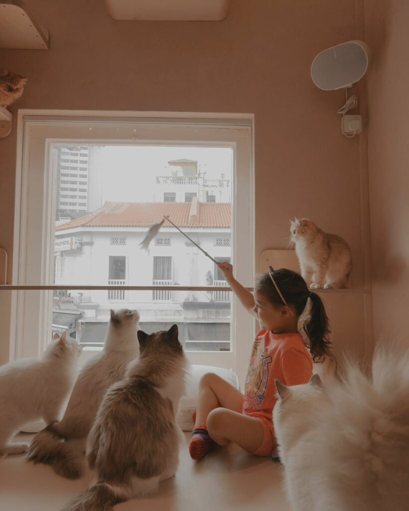 Fluffydolls Catfe Is A 2-Storey Cat Cafe In Jalan Besar