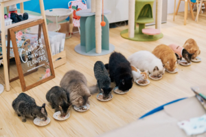 Wildflower Studio - Art Jamming & Cat Cafe 2-In-1