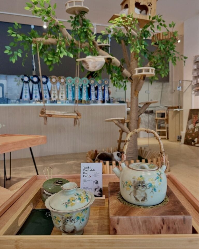 CATEA: Cat Teahouse In Upper Thomson Filled With Ragdolls