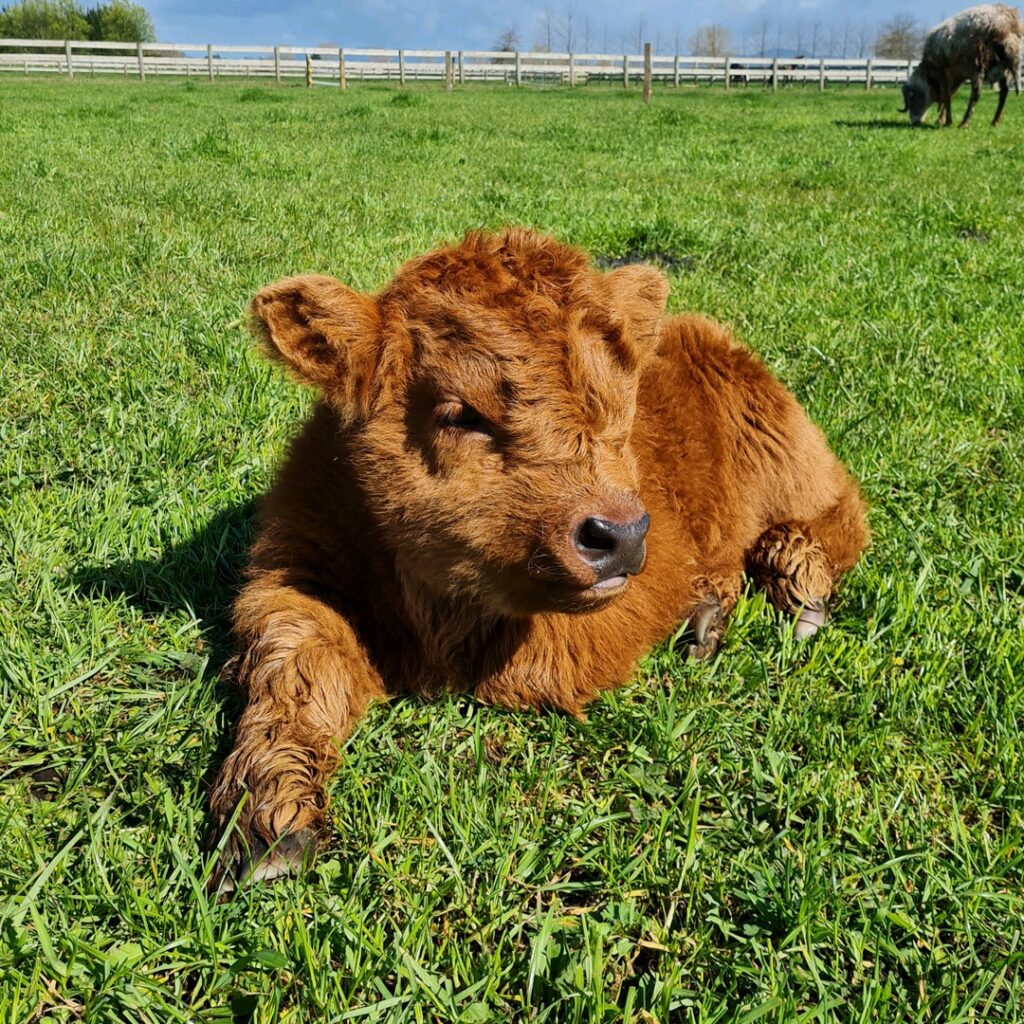 Moo Deng & Friends - Cute Baby Animals Around The World (2024)