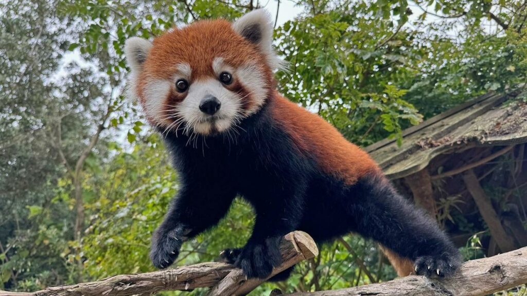 Moo Deng & Friends - Cute Baby Animals Around The World (2024)