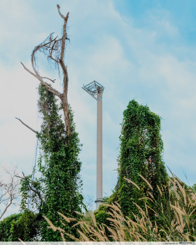 Best Things To See At The New Bidadari Park (2024)