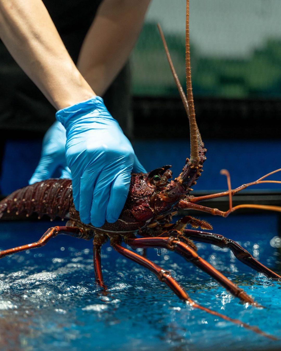 Oversea Seafood - Aquarium-Themed Seafood Restaurant In KL