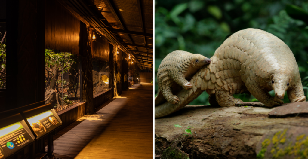 Night Safari New Trails & Exhibits For NS30 2024