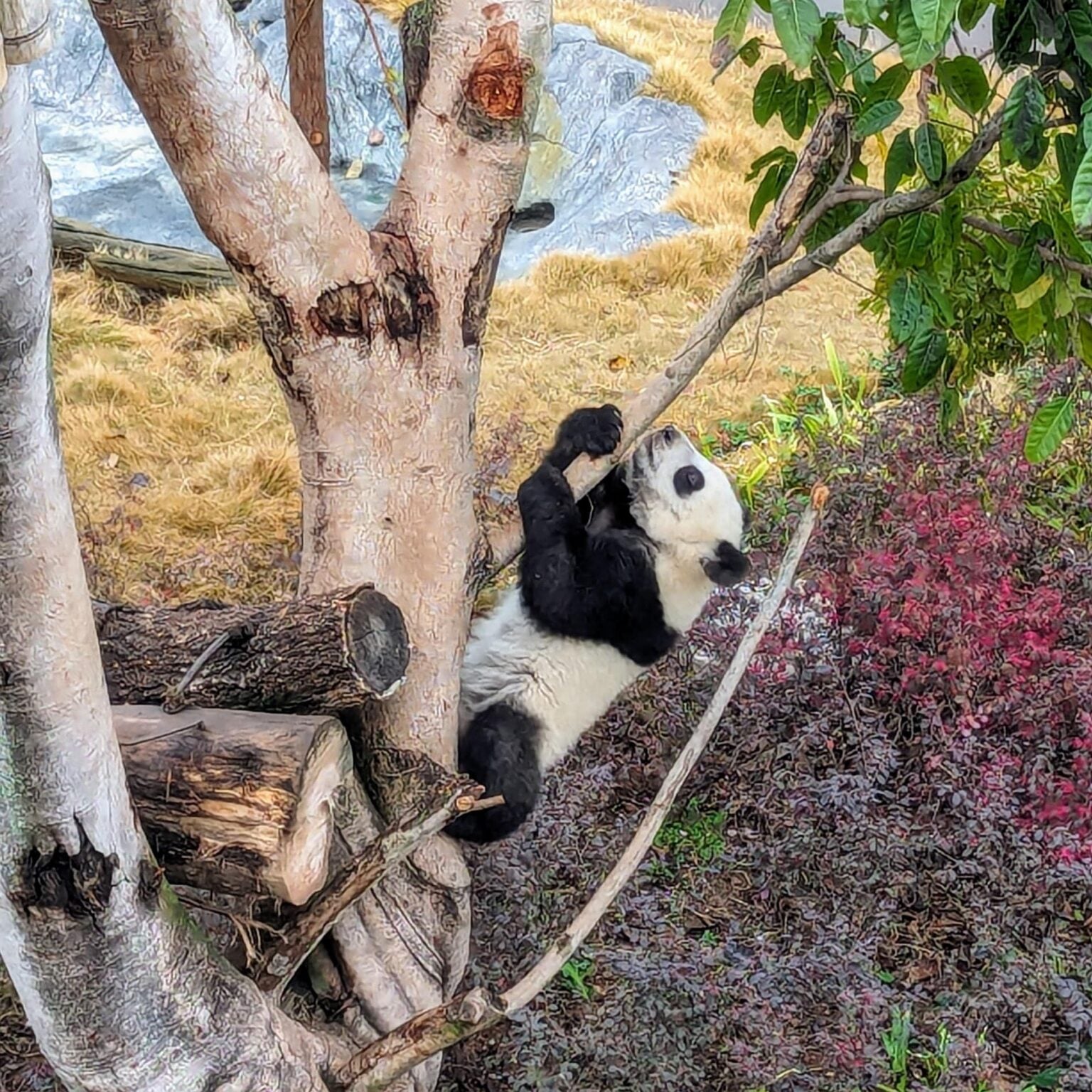 9 Things To Do In Chengdu, China - Giant Pandas & Natural Parks
