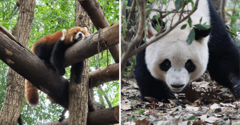 9 Things To Do In Chengdu, China - Giant Pandas & Natural Parks