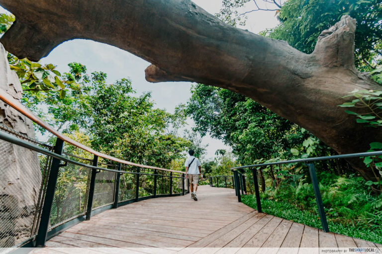 Guide To Rainforest Wild ASIA At Mandai Wildlife Reserve