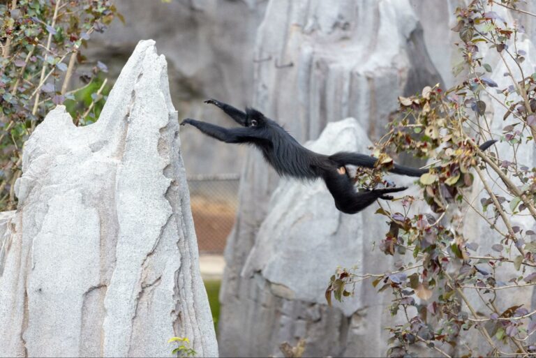 Guide To Rainforest Wild ASIA At Mandai Wildlife Reserve