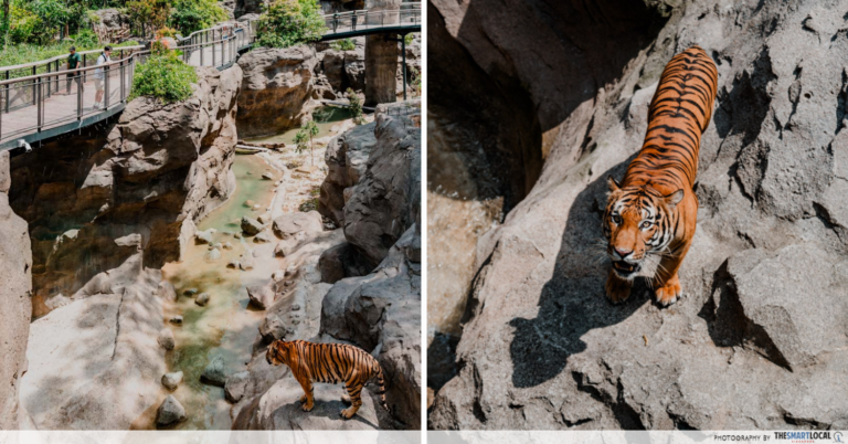 Guide To Rainforest Wild ASIA At Mandai Wildlife Reserve