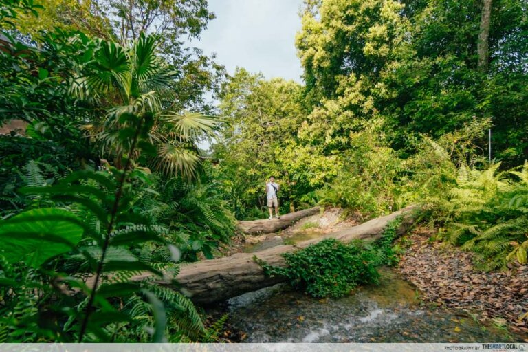 Guide To Rainforest Wild ASIA At Mandai Wildlife Reserve