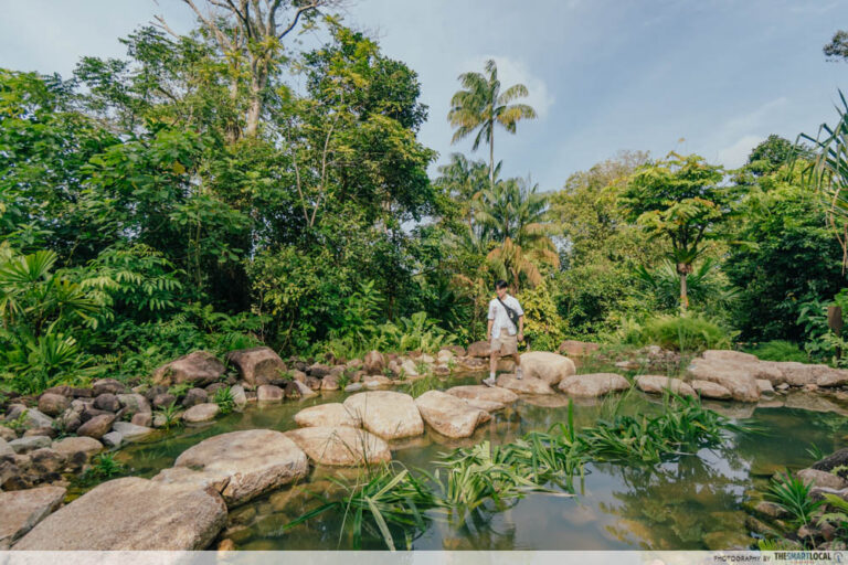Guide To Rainforest Wild ASIA At Mandai Wildlife Reserve