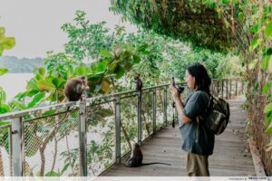 Mandai Boardwalk: Easy Walking Trails, Reservoir Views & Wildlife