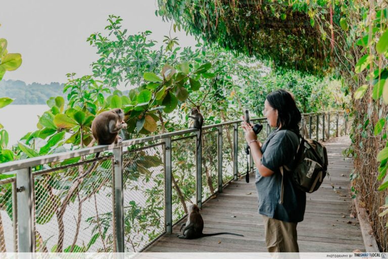 Mandai Boardwalk: Easy Walking Trails, Reservoir Views & Wildlife