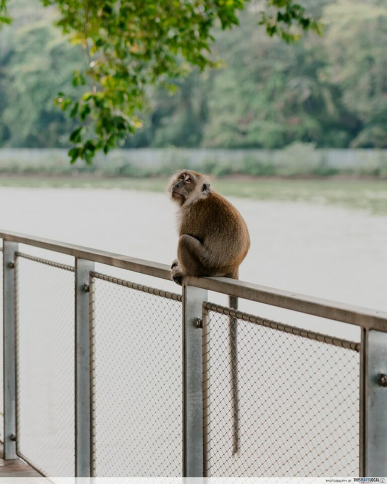 Mandai Boardwalk: Easy Walking Trails, Reservoir Views & Wildlife