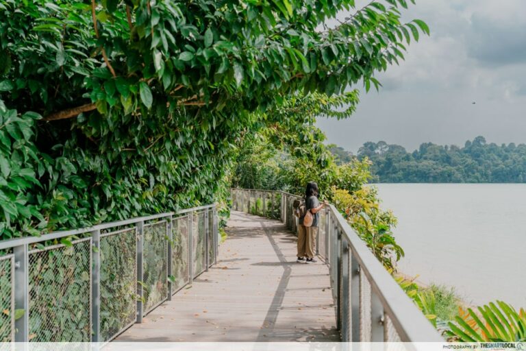 Mandai Boardwalk: Easy Walking Trails, Reservoir Views & Wildlife