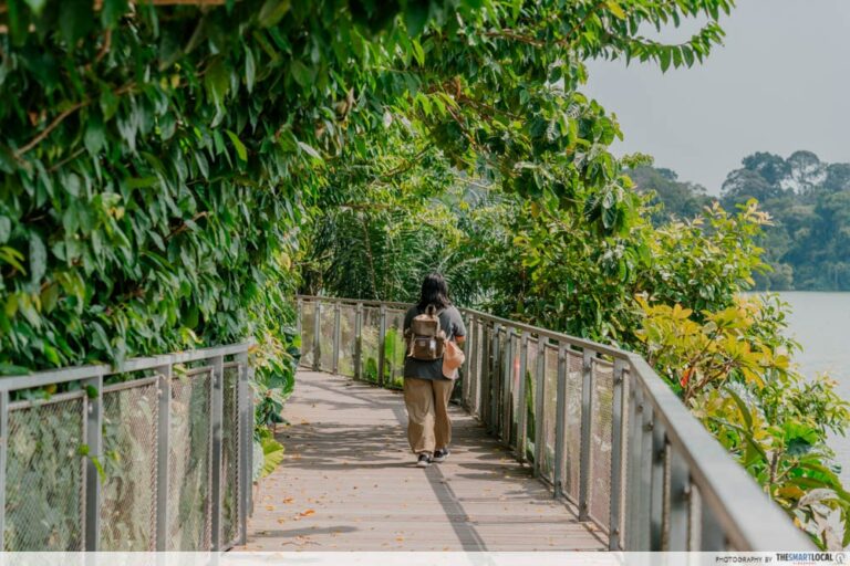 Mandai Boardwalk Guide: Reservoir Views, Wildlife & Free Entry