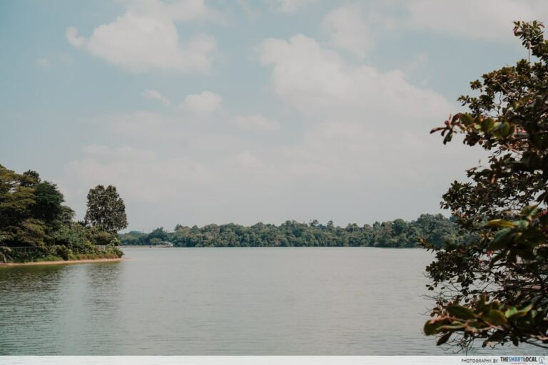 Mandai Boardwalk Guide: Reservoir Views, Wildlife & Free Entry